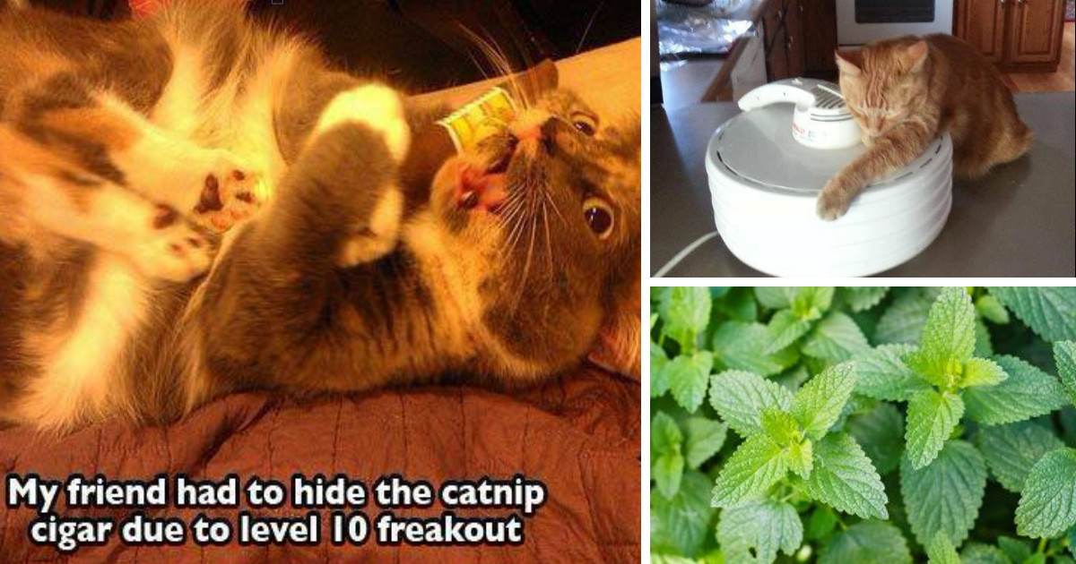 Cats High On Catnip Is The Funniest Thing You'll See All Week