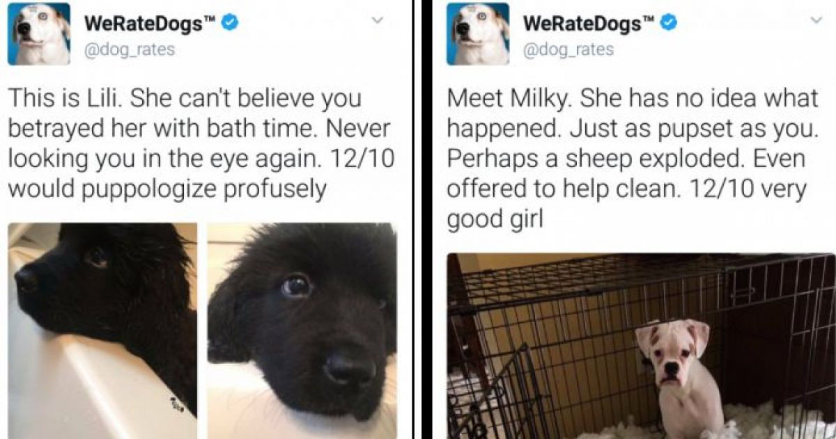The Absolute Best Photos of Doggos Thanks To 'We Rate Dogs' Twitter Profile