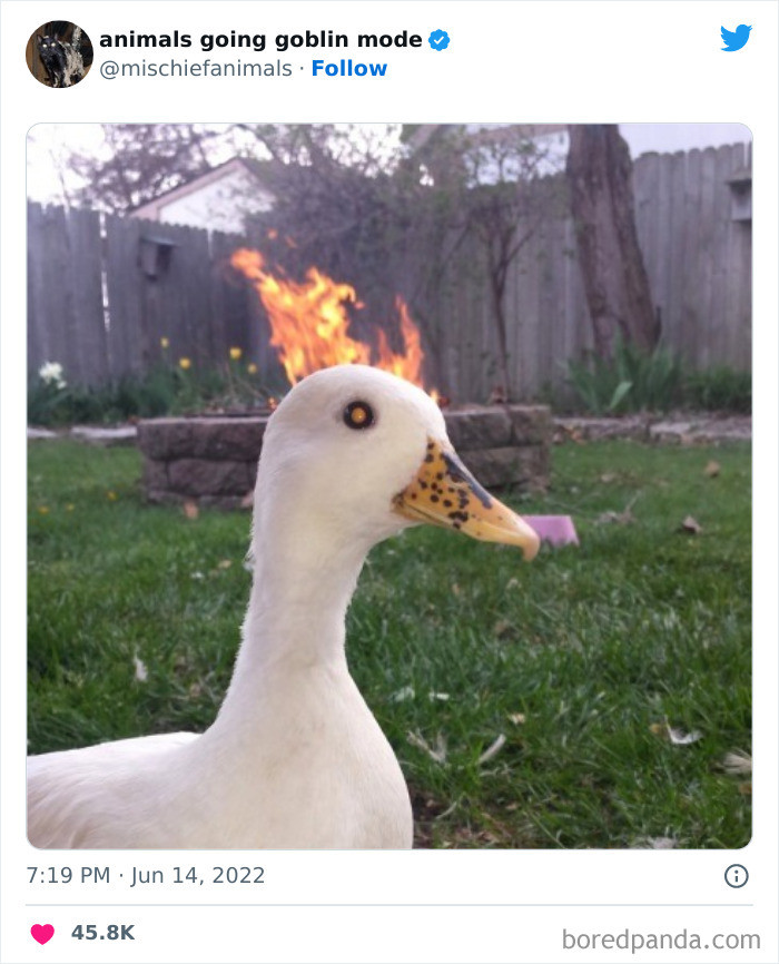 Hilariously Devious Animal Antics Shared On 'Animals Going Goblin Mode ...