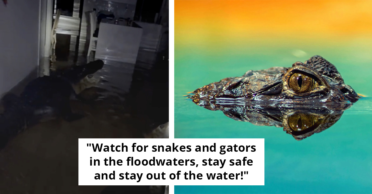 Horrified Florida Residents Find Giant Alligator in Kitchen After ...