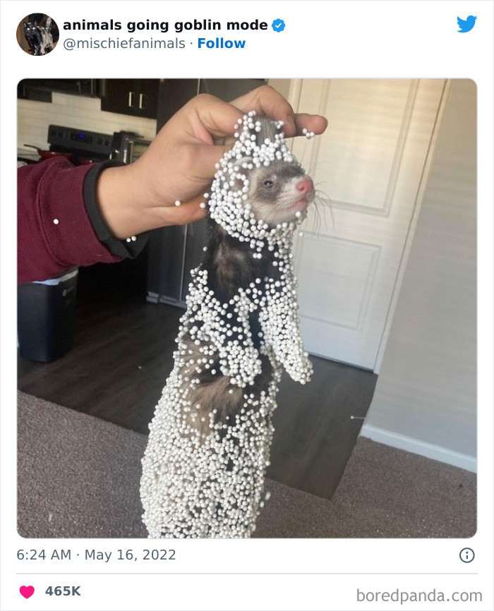 Hilariously Devious Animal Antics Shared On 'Animals Going Goblin Mode ...