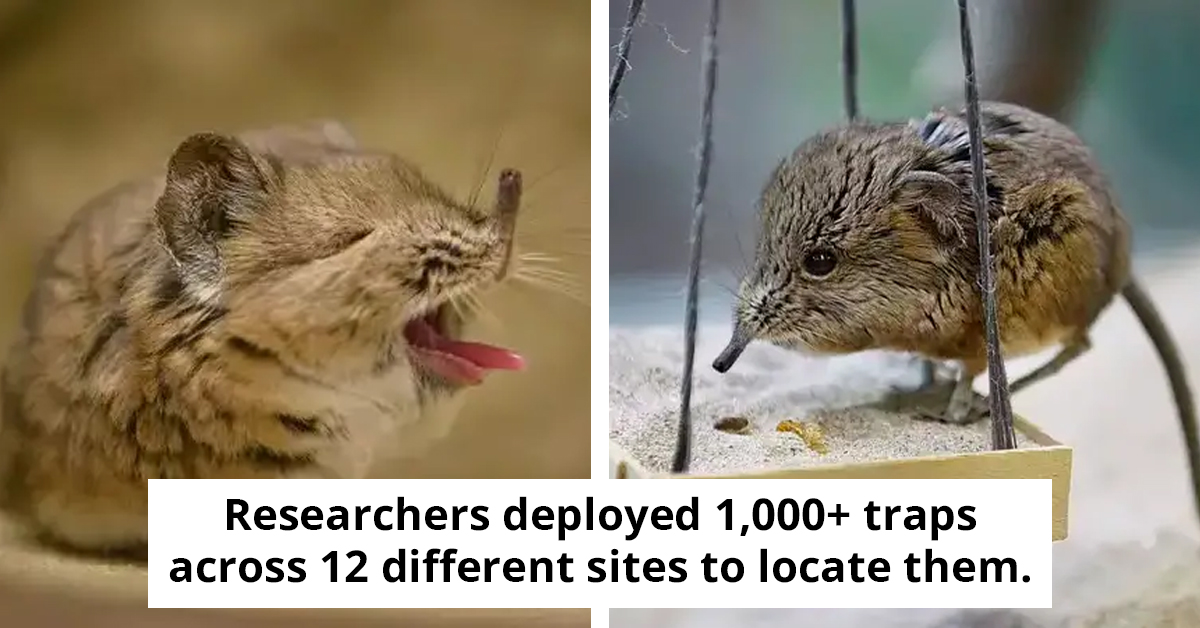 Tiny Elephant Shrew Spotted Alive After 50-Year Absence