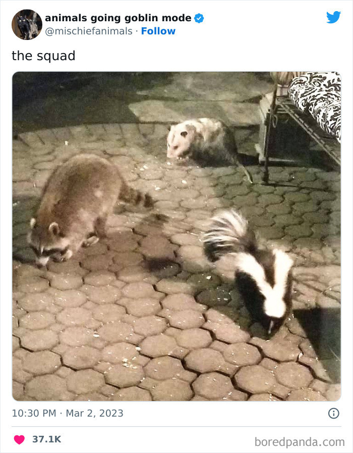 Hilariously Devious Animal Antics Shared On 'Animals Going Goblin Mode ...