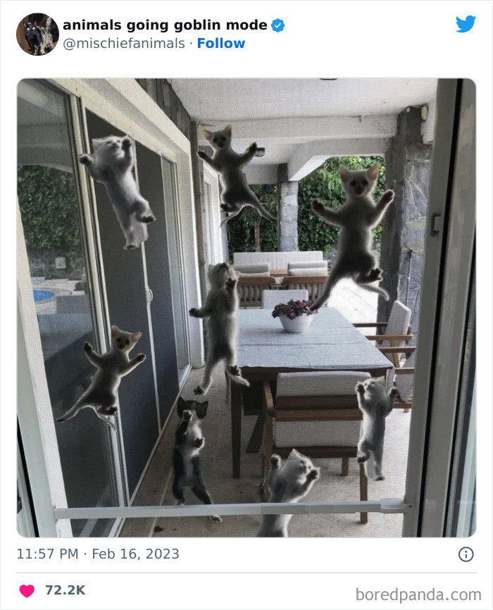 Hilariously Devious Animal Antics Shared On 'Animals Going Goblin Mode ...