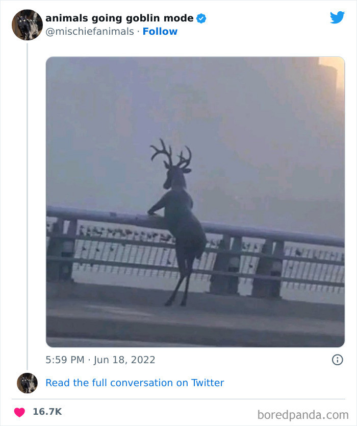 Hilariously Devious Animal Antics Shared On 'Animals Going Goblin Mode ...