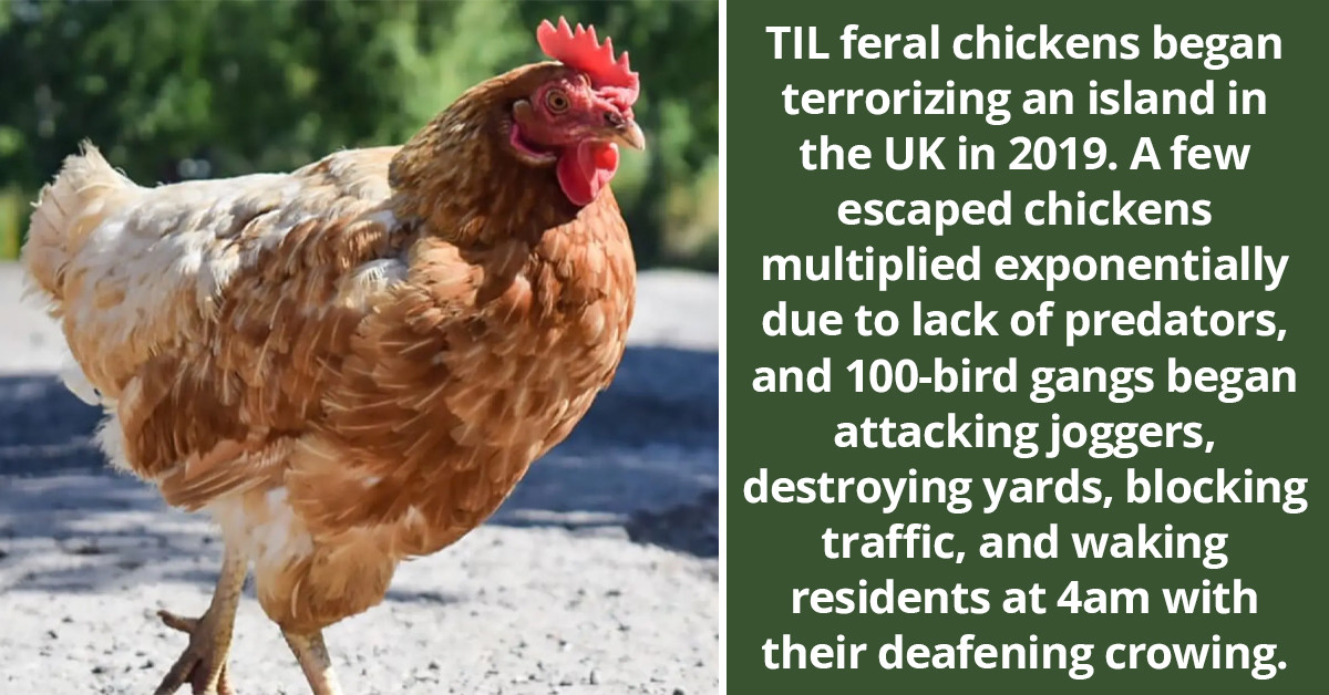 The Insane Story About Feral Chickens That Once Terrorized An Island In ...