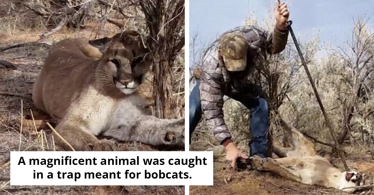 Courageous Man Risks Life To Rescue Mountain Lion Trapped In Snare