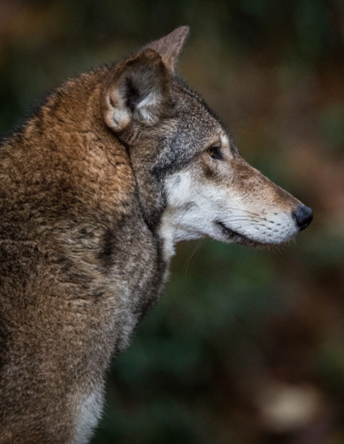 Red Wolf Is Left On The Brink Of Extinction With Only Less Than 20 Left ...