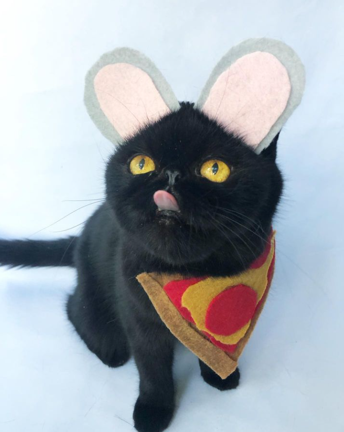 This Adorable Squishy Cat With A Silly Face Is Going Viral Online